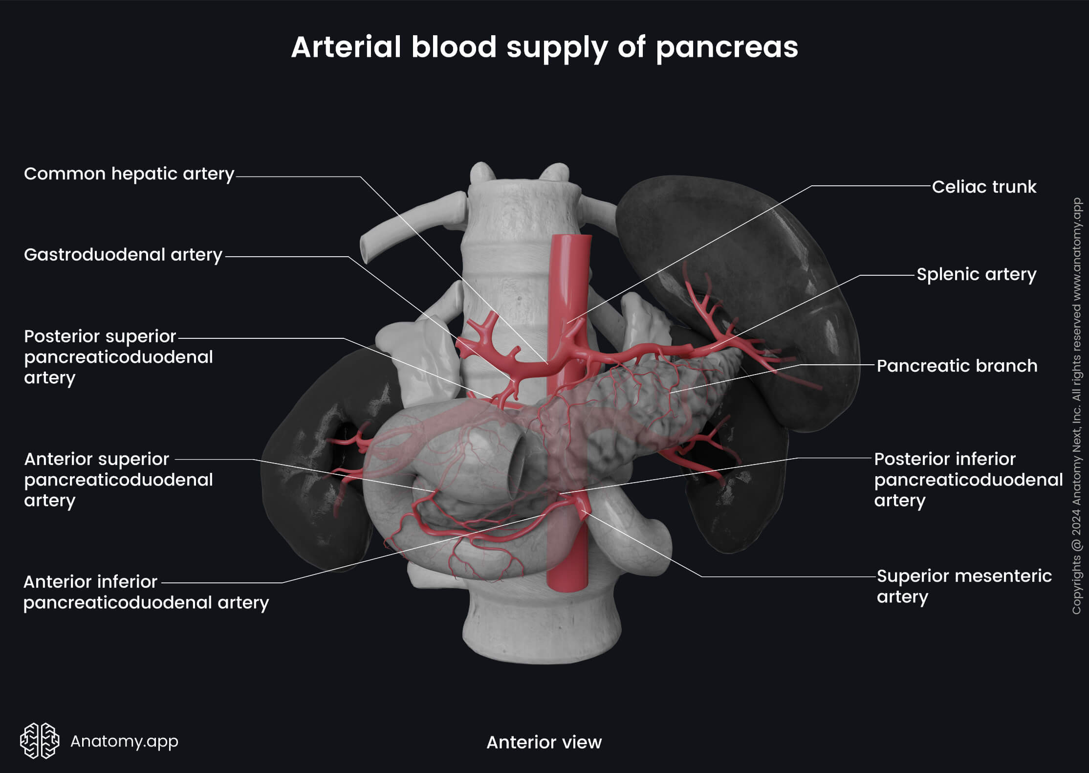 Splenic artery | Encyclopedia | Anatomy.app | Learn anatomy | 3D models ...