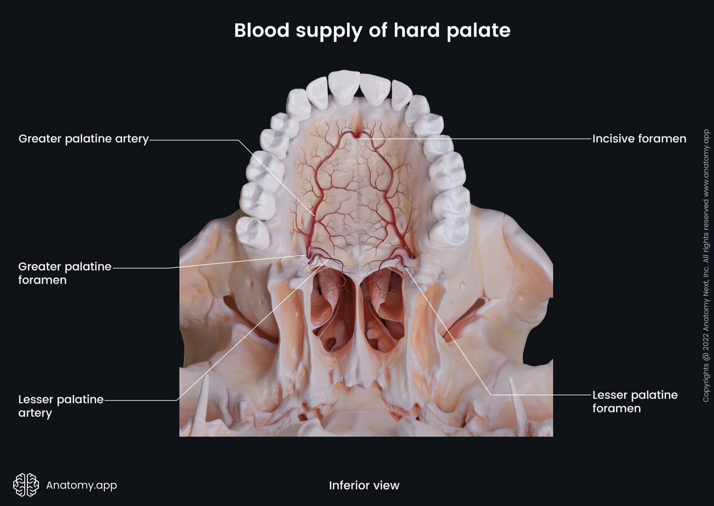 Smokers Palate Histology