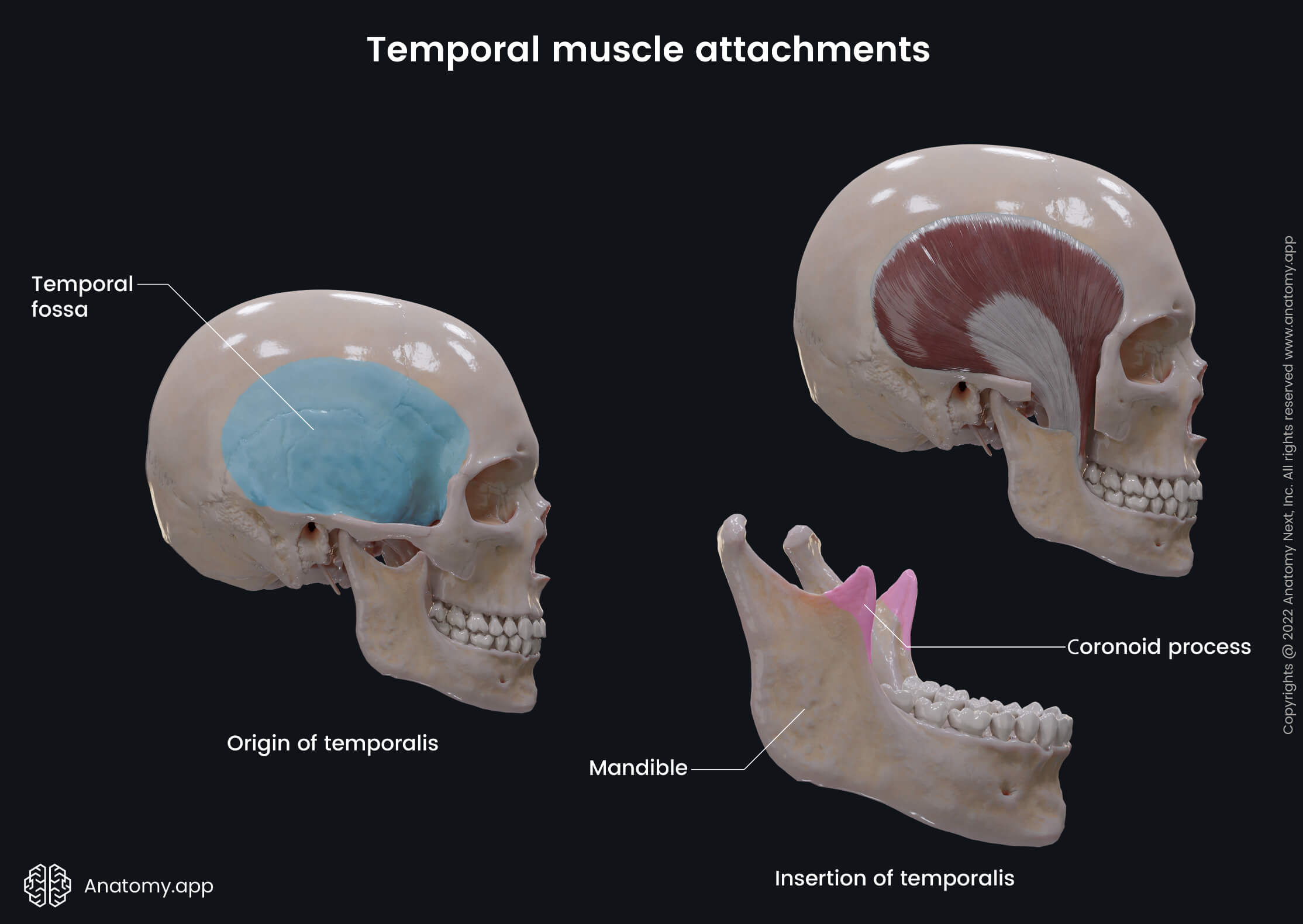 Temporalis | Encyclopedia | Anatomy.app | Learn anatomy | 3D models ...