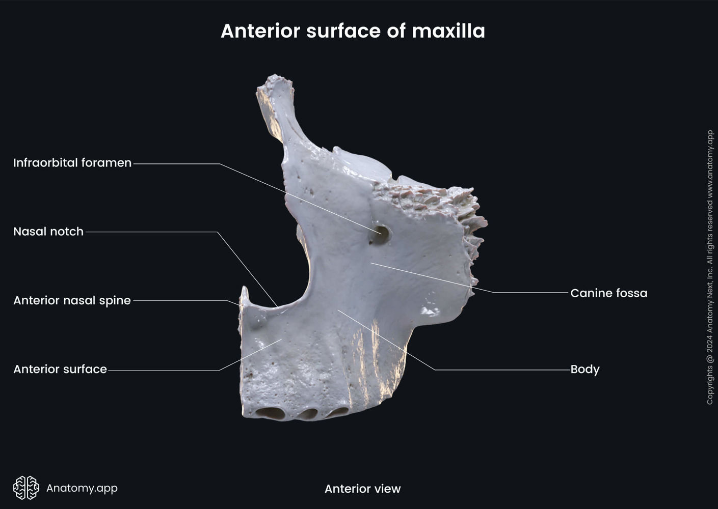 Maxilla | Anatomy.app