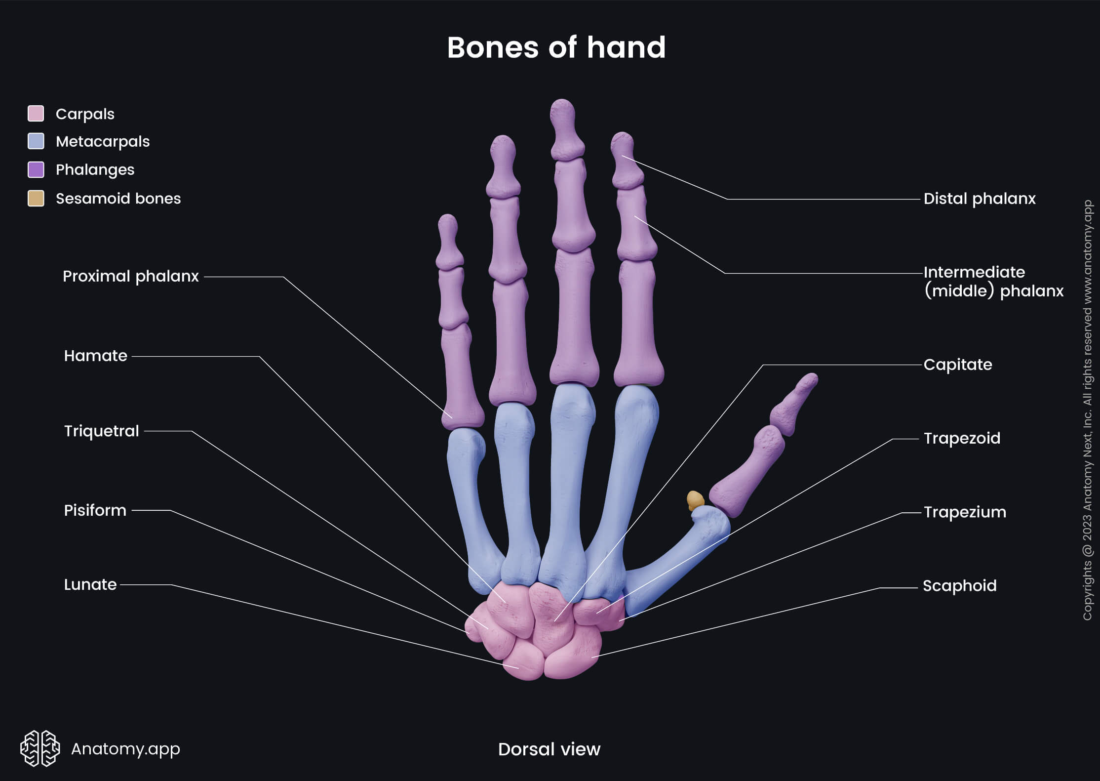 Metacarpal bones | Encyclopedia | Anatomy.app | Learn anatomy | 3D ...