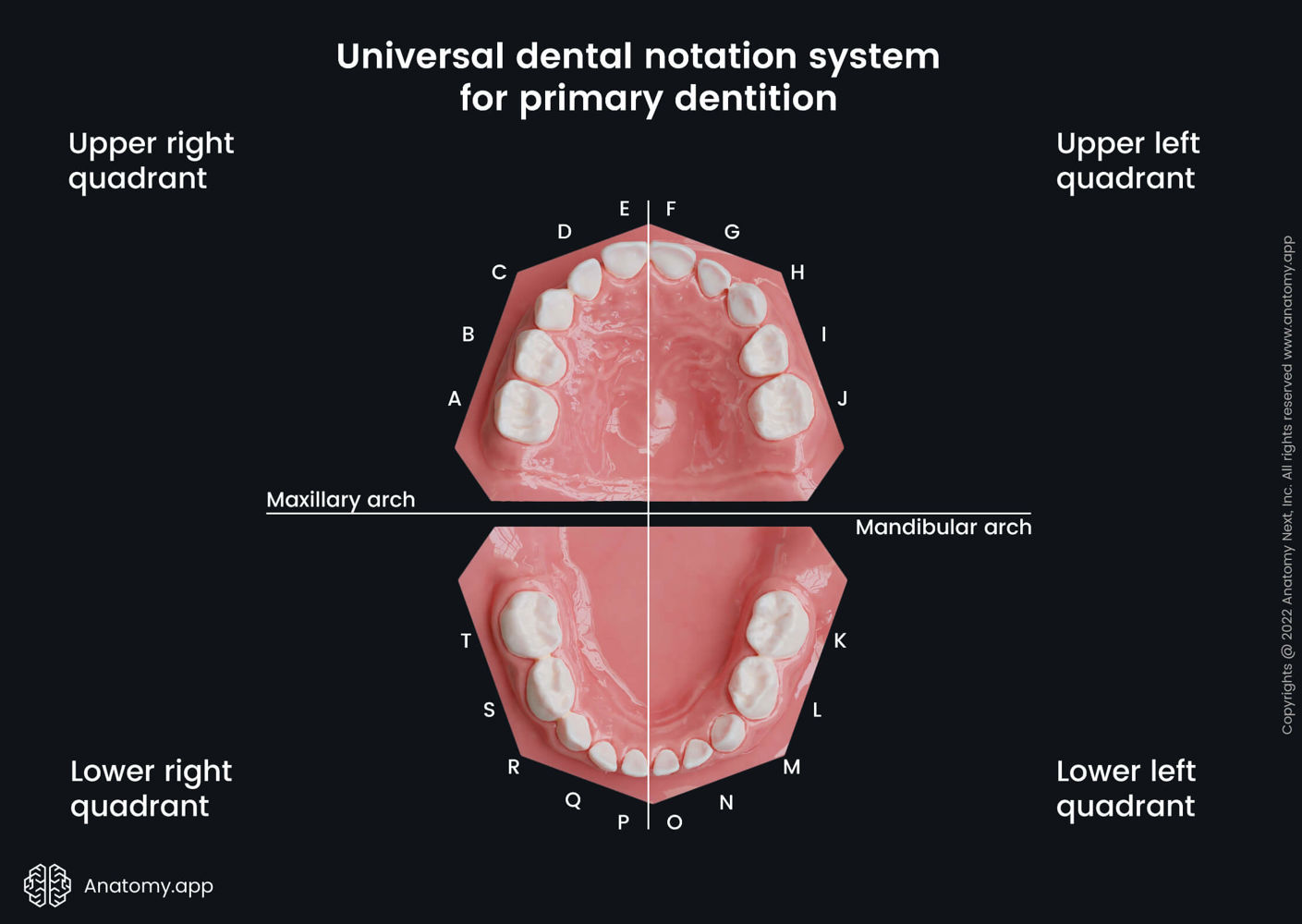 Dental notation systems | Anatomy.app