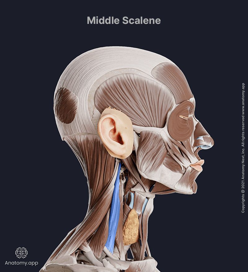Middle scalene | Anatomy.app