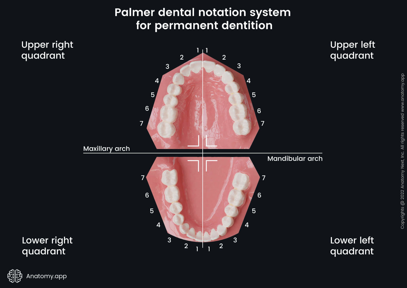 Dental notation systems | Anatomy.app