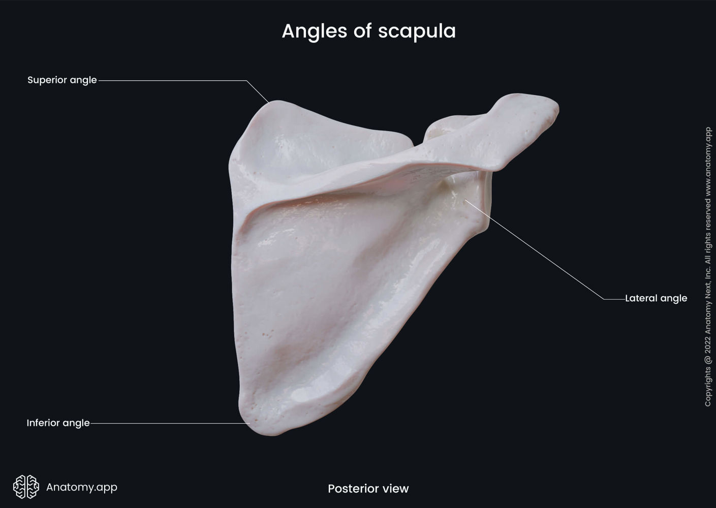 Scapula | Anatomy.app