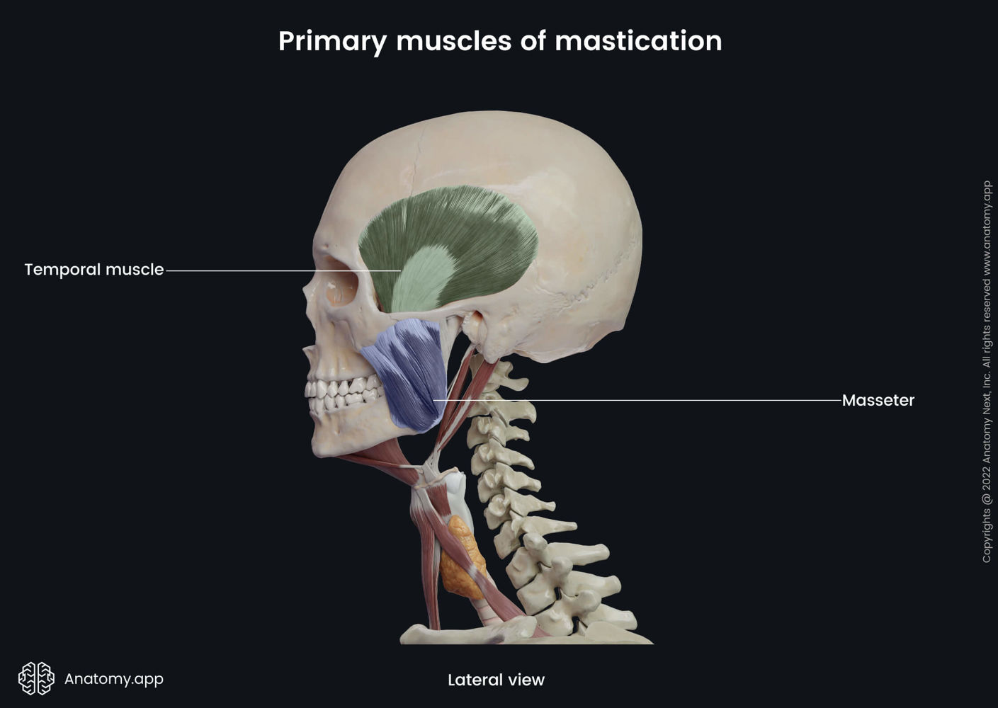 Temporalis (temporal muscle) | Anatomy.app