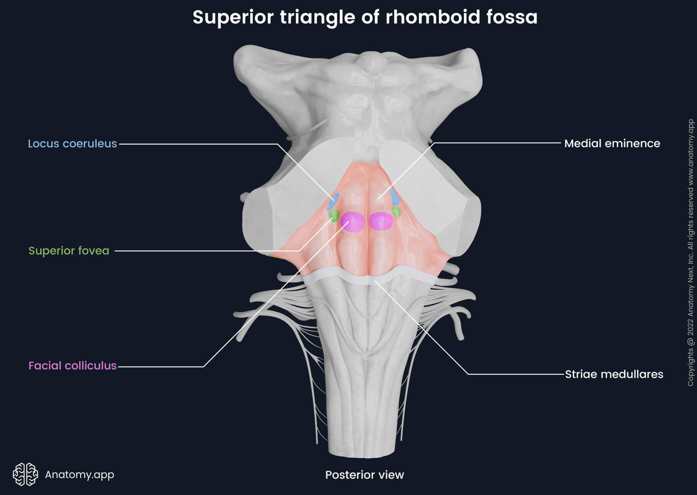 Brainstem | Anatomy.app