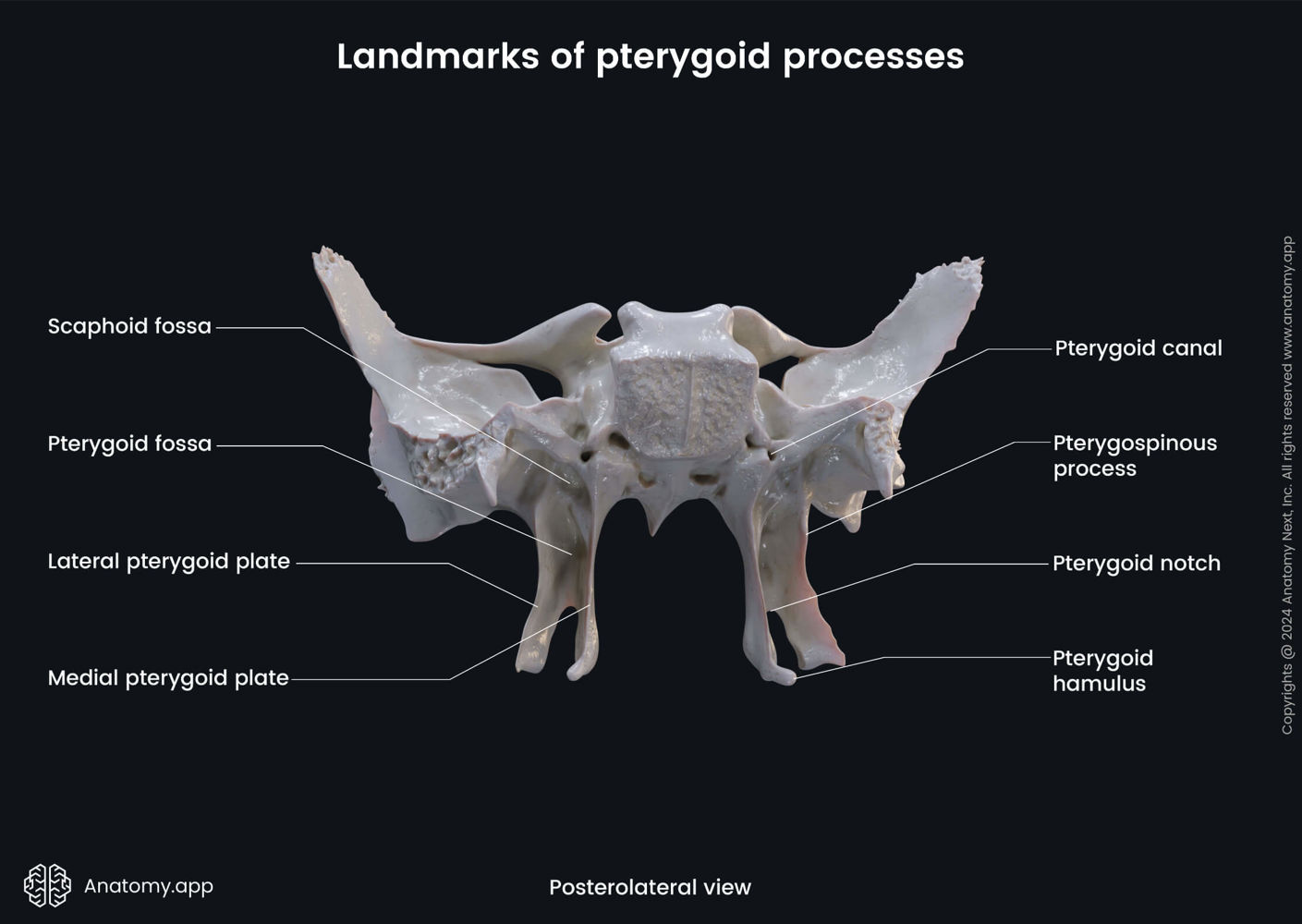 Vaginal Process Of Sphenoid