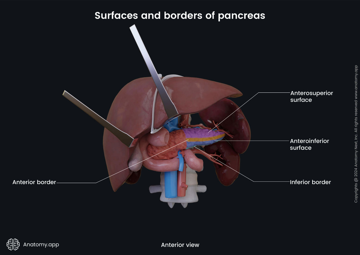 Pancreas | Anatomy.app