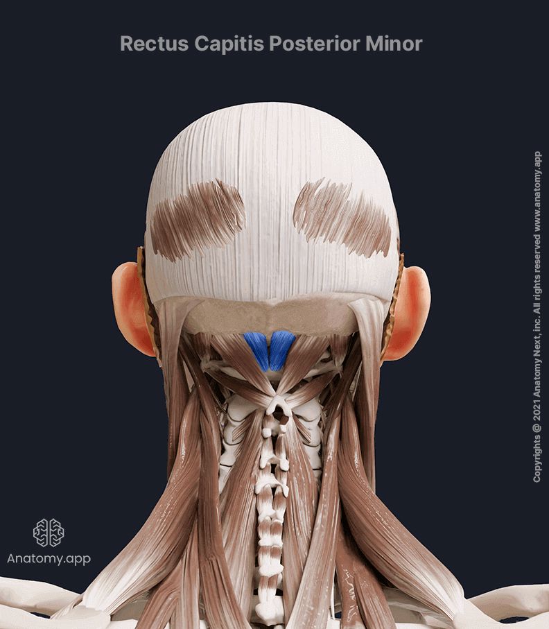 Rectus capitis posterior minor | Anatomy.app