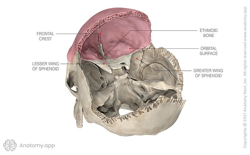 Frontal bone | Anatomy.app