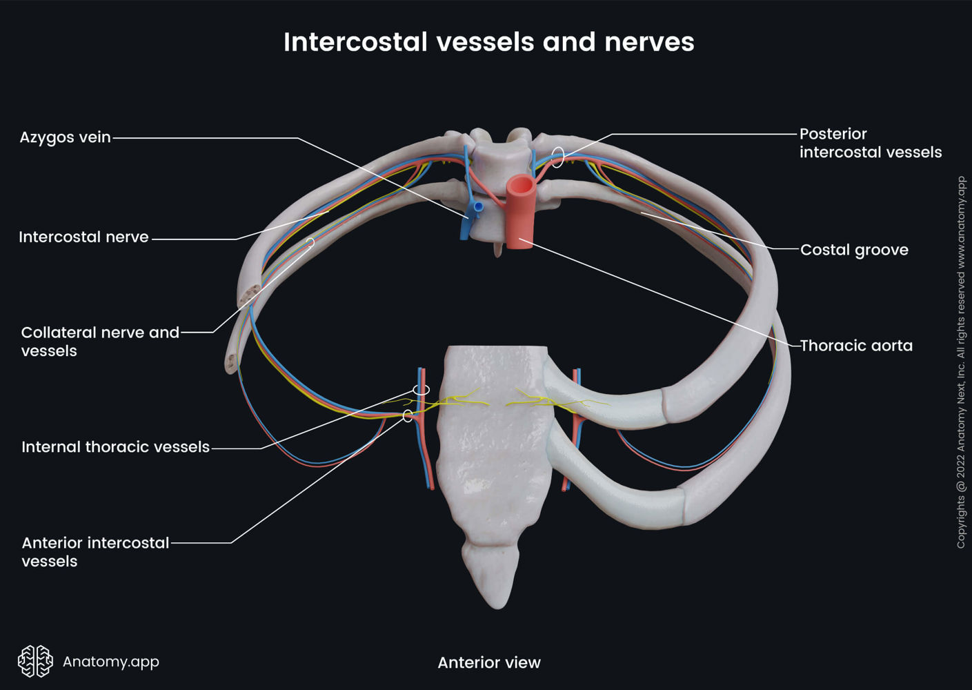 Nervo Intercostal Posterior