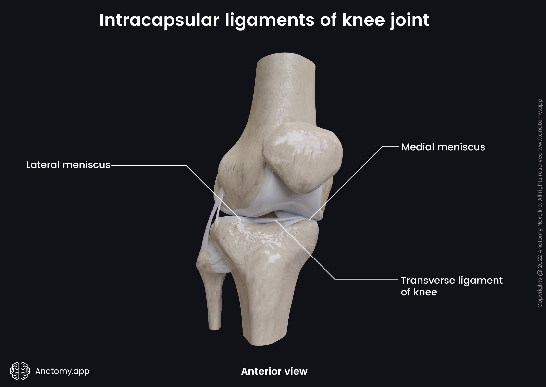 Knee Joint Encyclopedia Anatomy App Learn Anatomy 3d Models