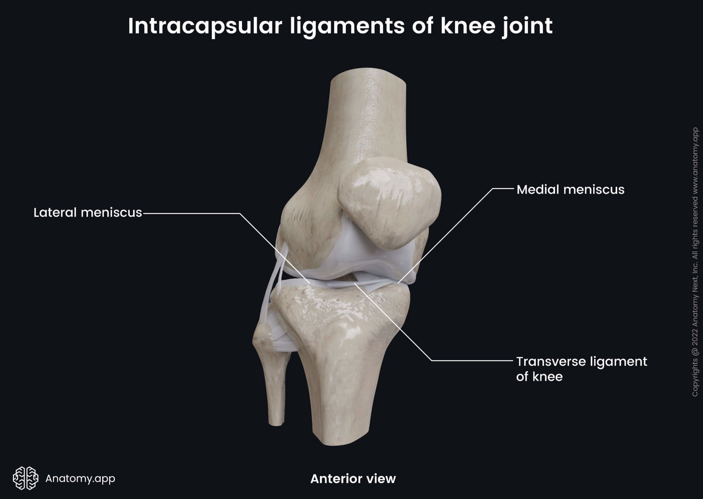 Knee joint | Anatomy.app