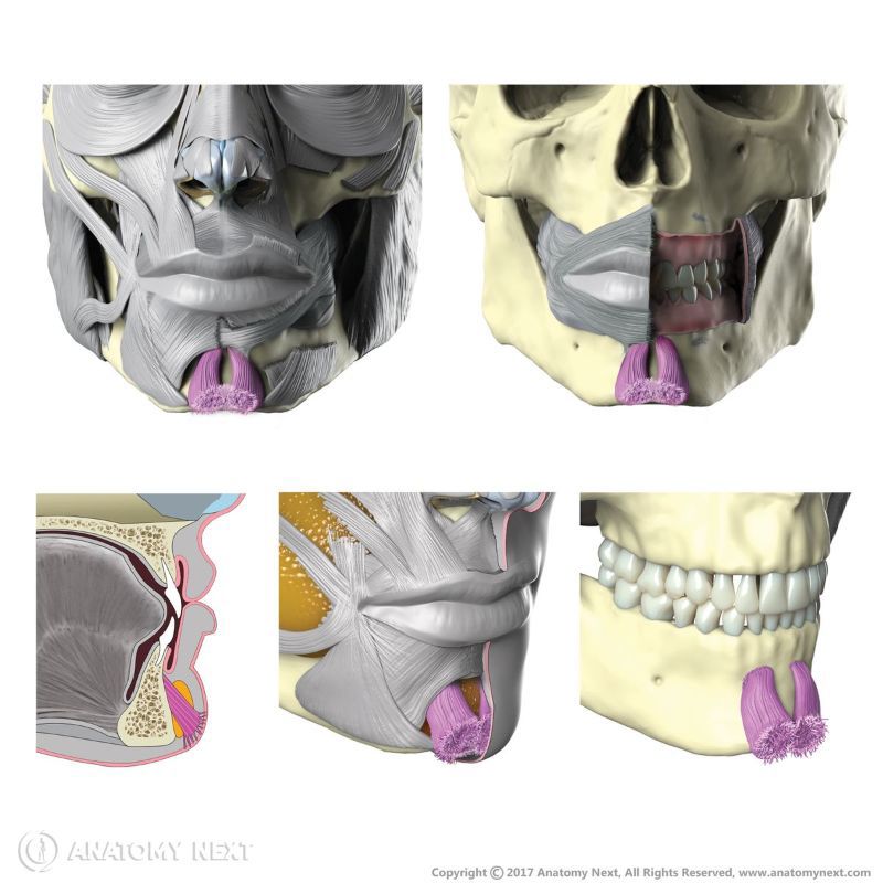 Mentalis | Anatomy.app