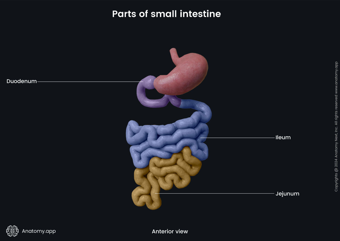 Jejunum and ileum | Encyclopedia | Anatomy.app | Learn anatomy | 3D ...