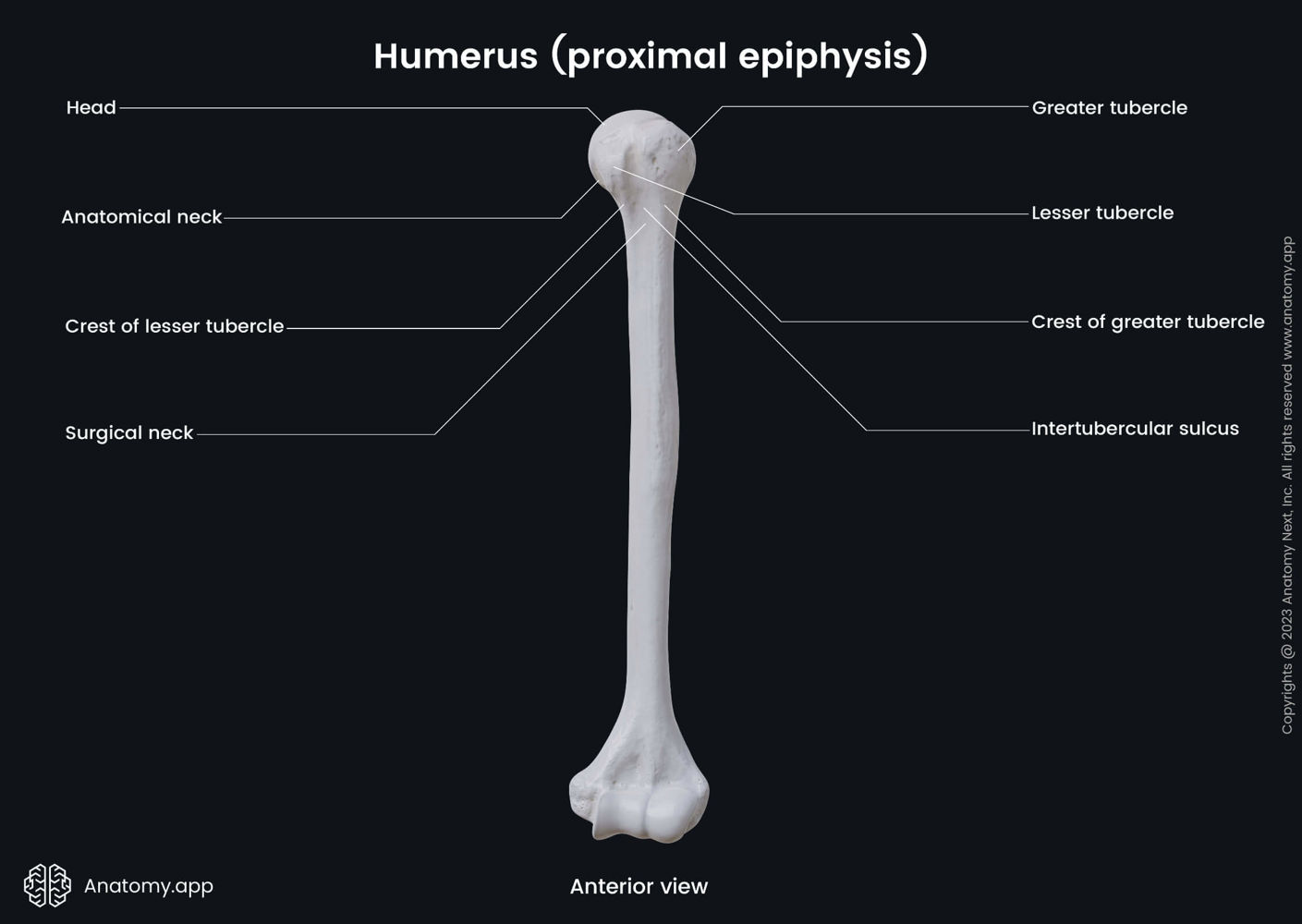 Humerus | Anatomy.app