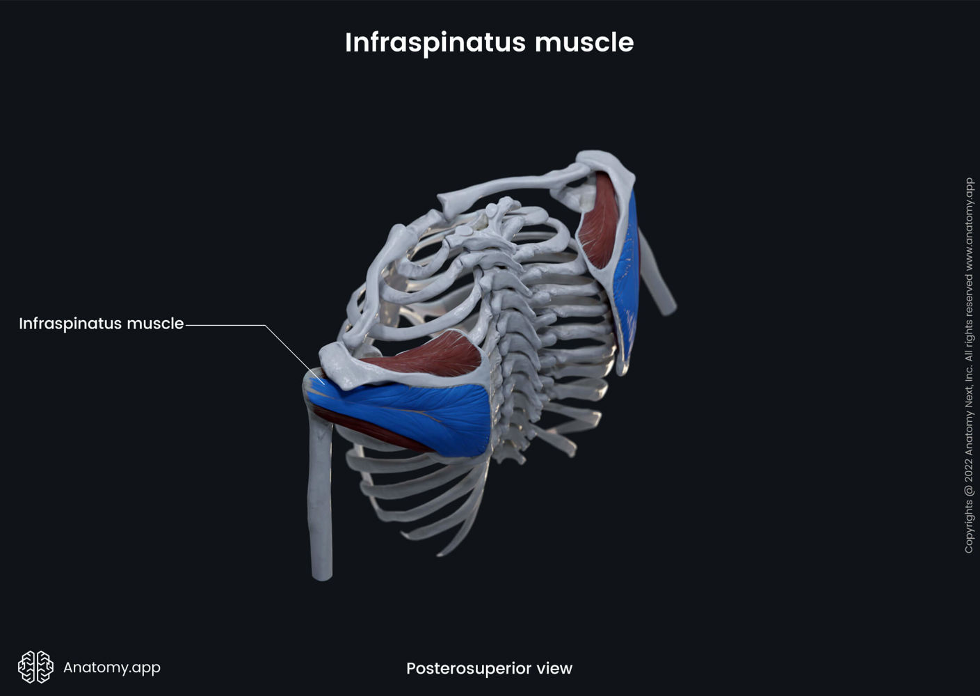 Infraspinatus | Anatomy.app