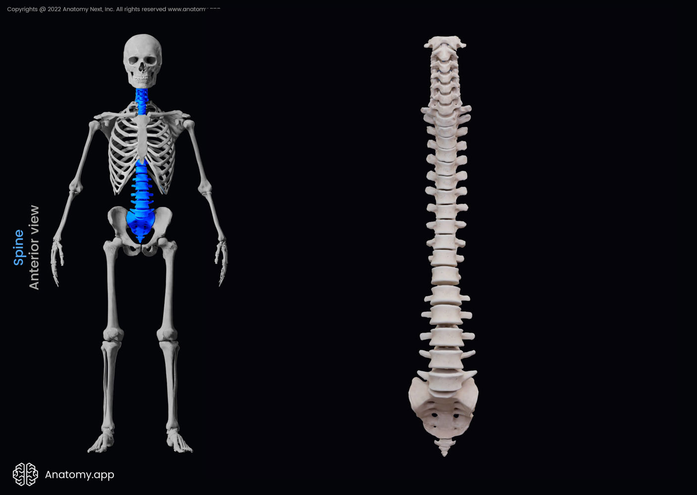 Spine | Anatomy.app