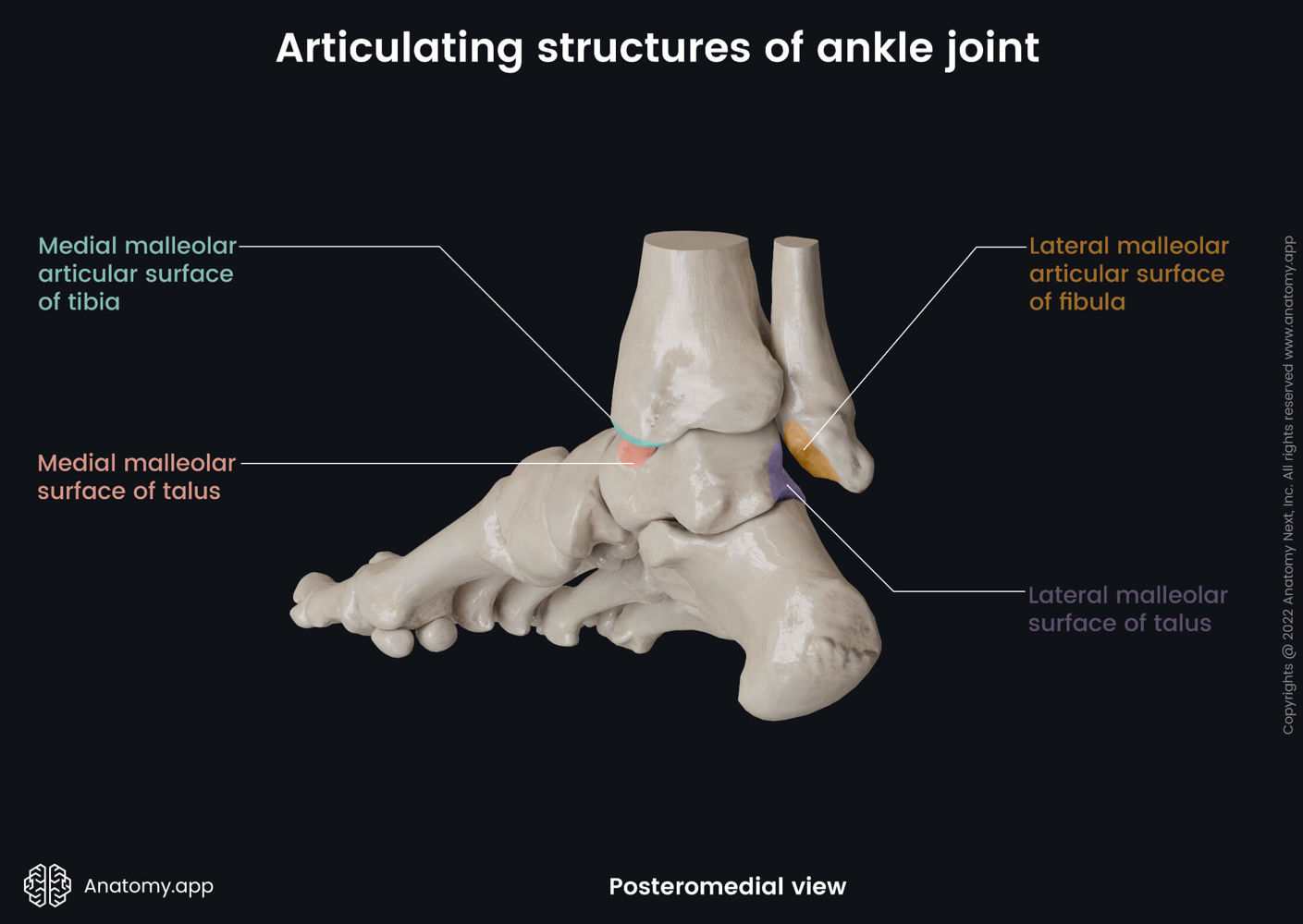Ankle joint | Anatomy.app