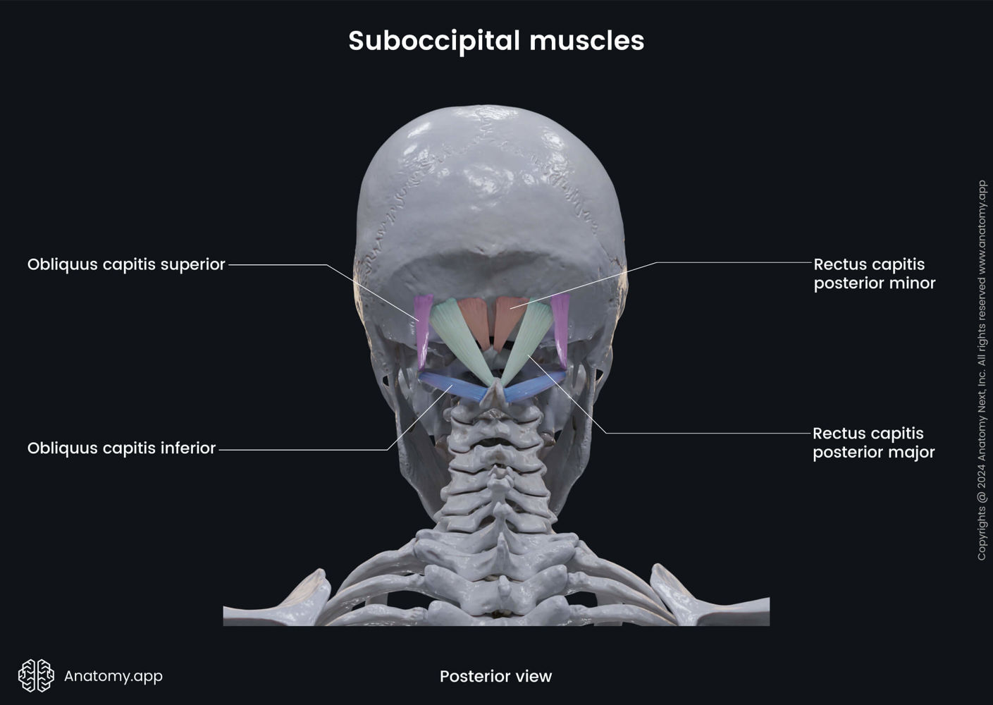 Obliquus capitis inferior | Anatomy.app