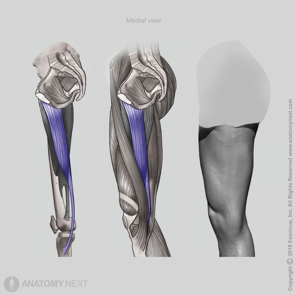 Gracilis | Anatomy.app