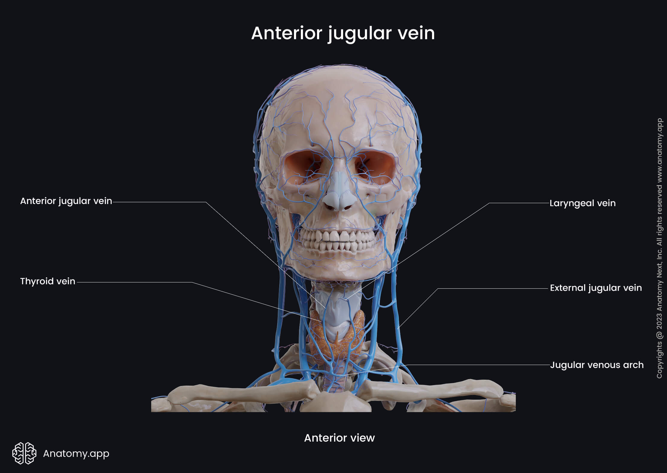 Anterior jugular vein | Encyclopedia | Anatomy.app | Learn anatomy | 3D ...