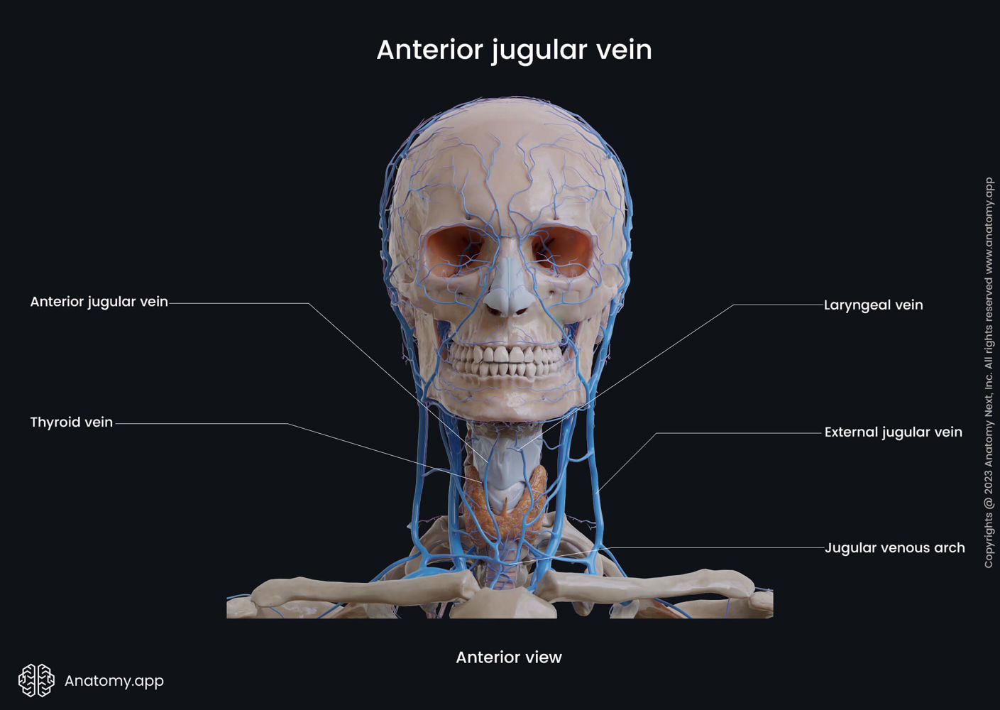 Anterior jugular vein | Anatomy.app