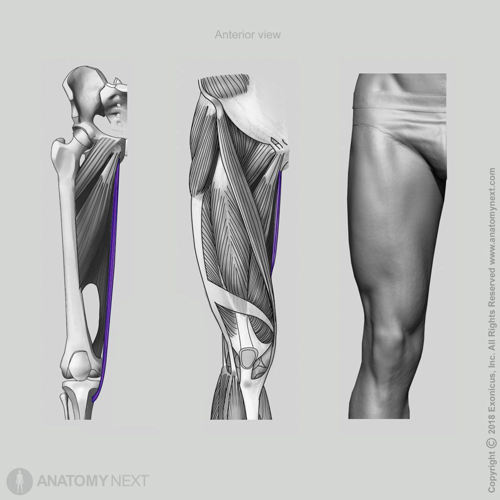 Gracilis | Anatomy.app