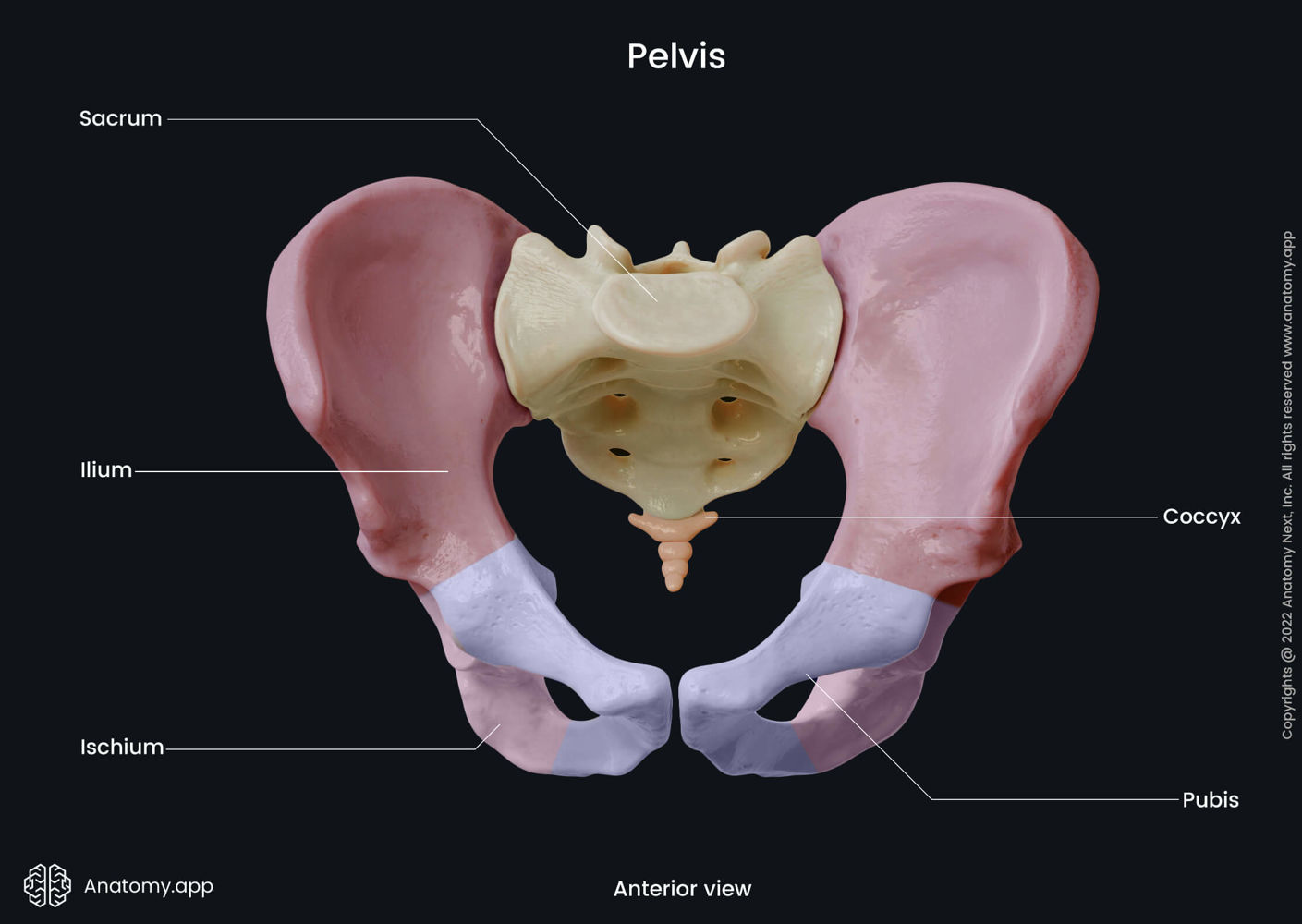 Ilium | Anatomy.app