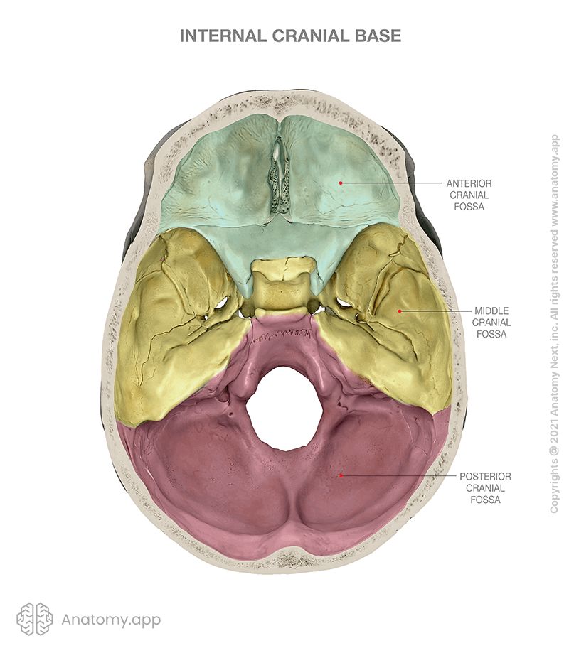 Internal cranial base | Anatomy.app