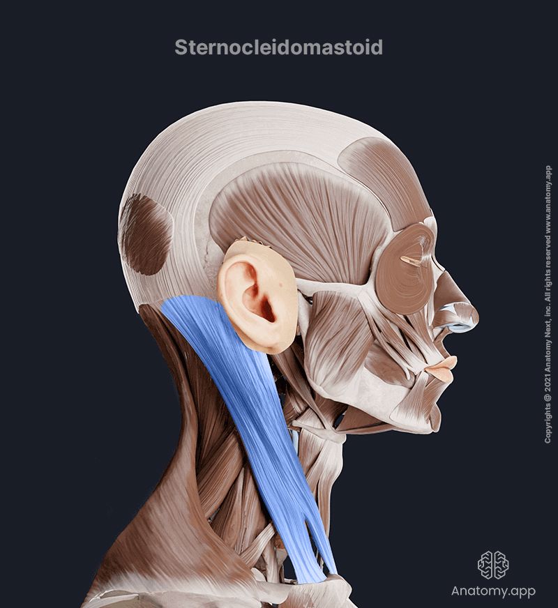 Sternocleidomastoid | Anatomy.app