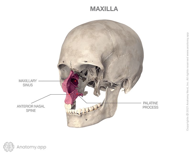 Maxilla | Anatomy.app