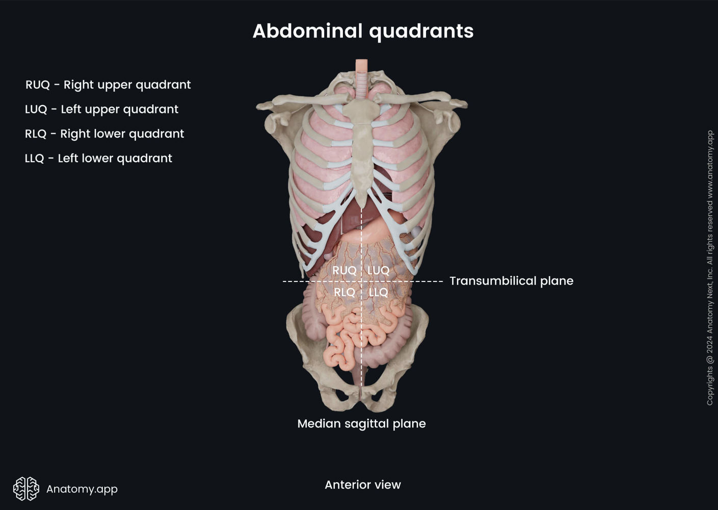 Anatomical terminology | Anatomy.app