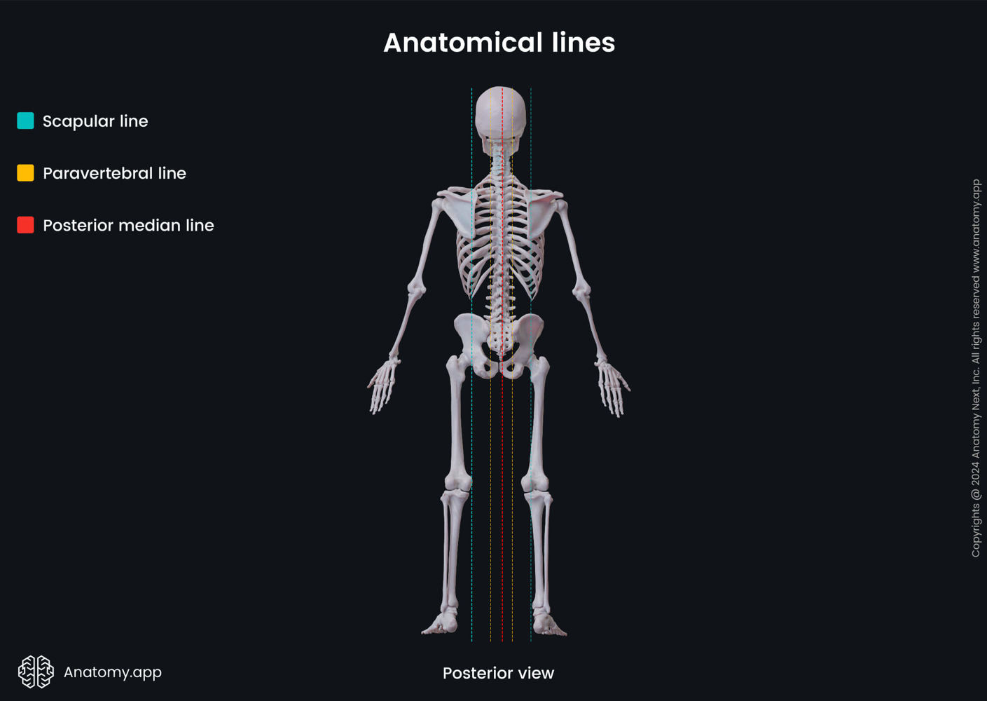 Anatomical terminology | Anatomy.app