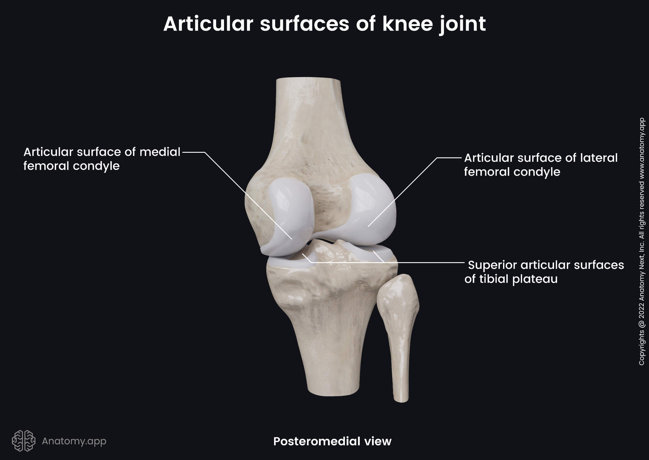 Knee Joint Encyclopedia Anatomy App Learn Anatomy 3d Models