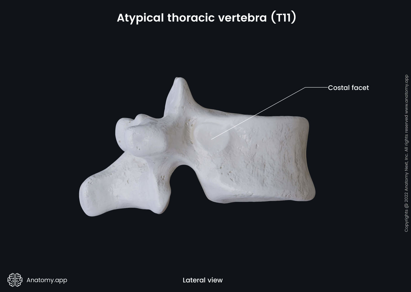 Thoracic vertebrae | Anatomy.app