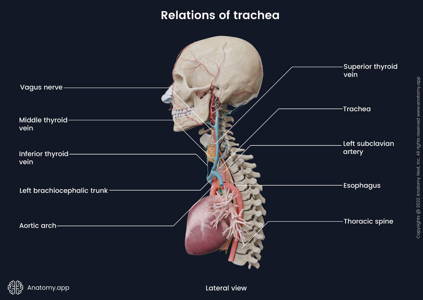 Trachea | Anatomy.app