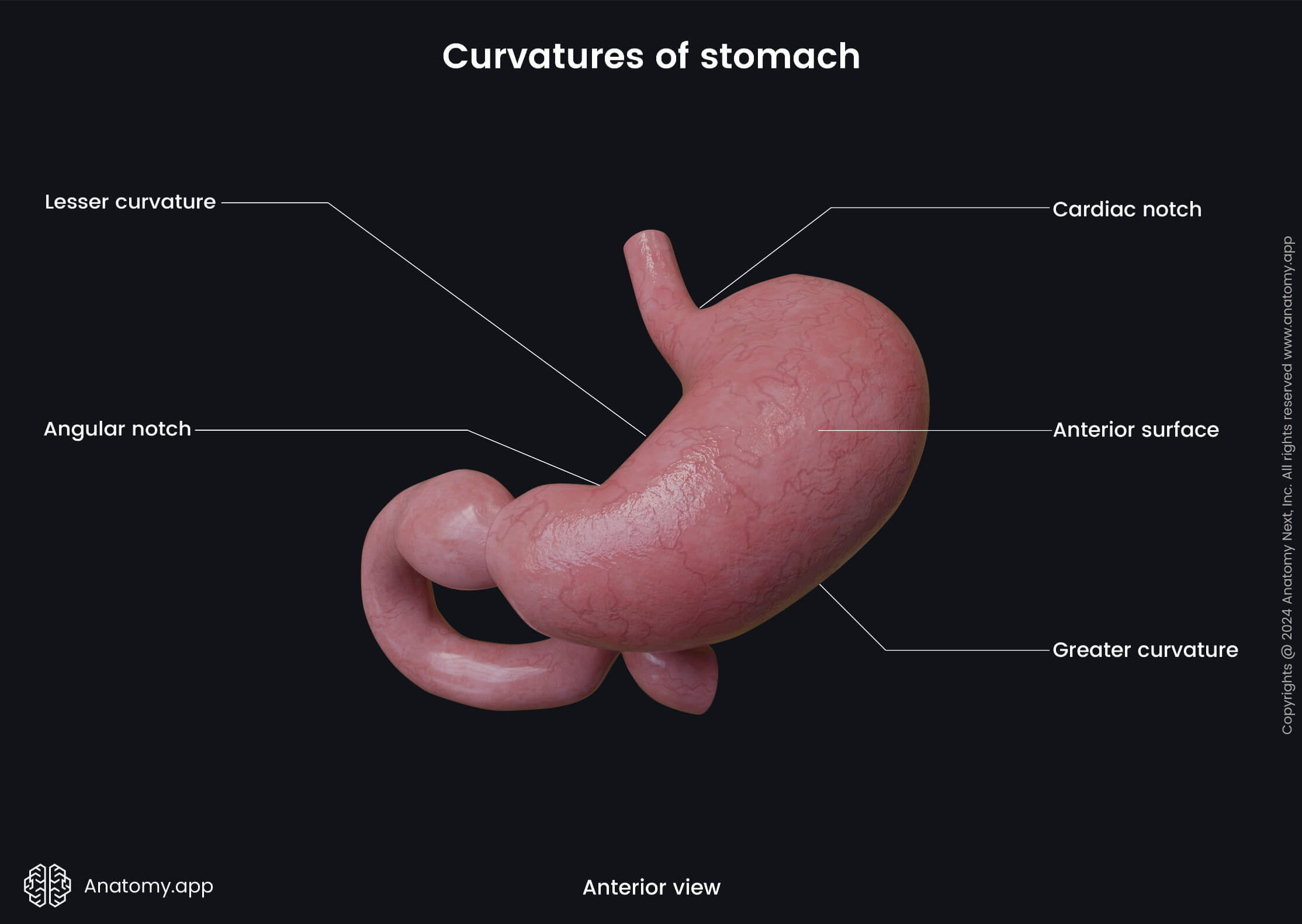 Stomach | Encyclopedia | Anatomy.app | Learn anatomy | 3D models ...
