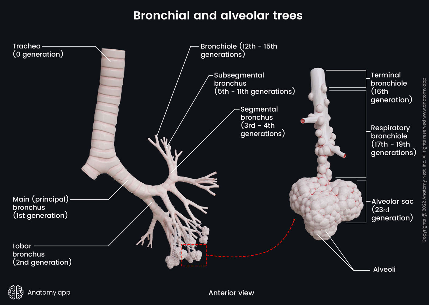Lungs | Anatomy.app