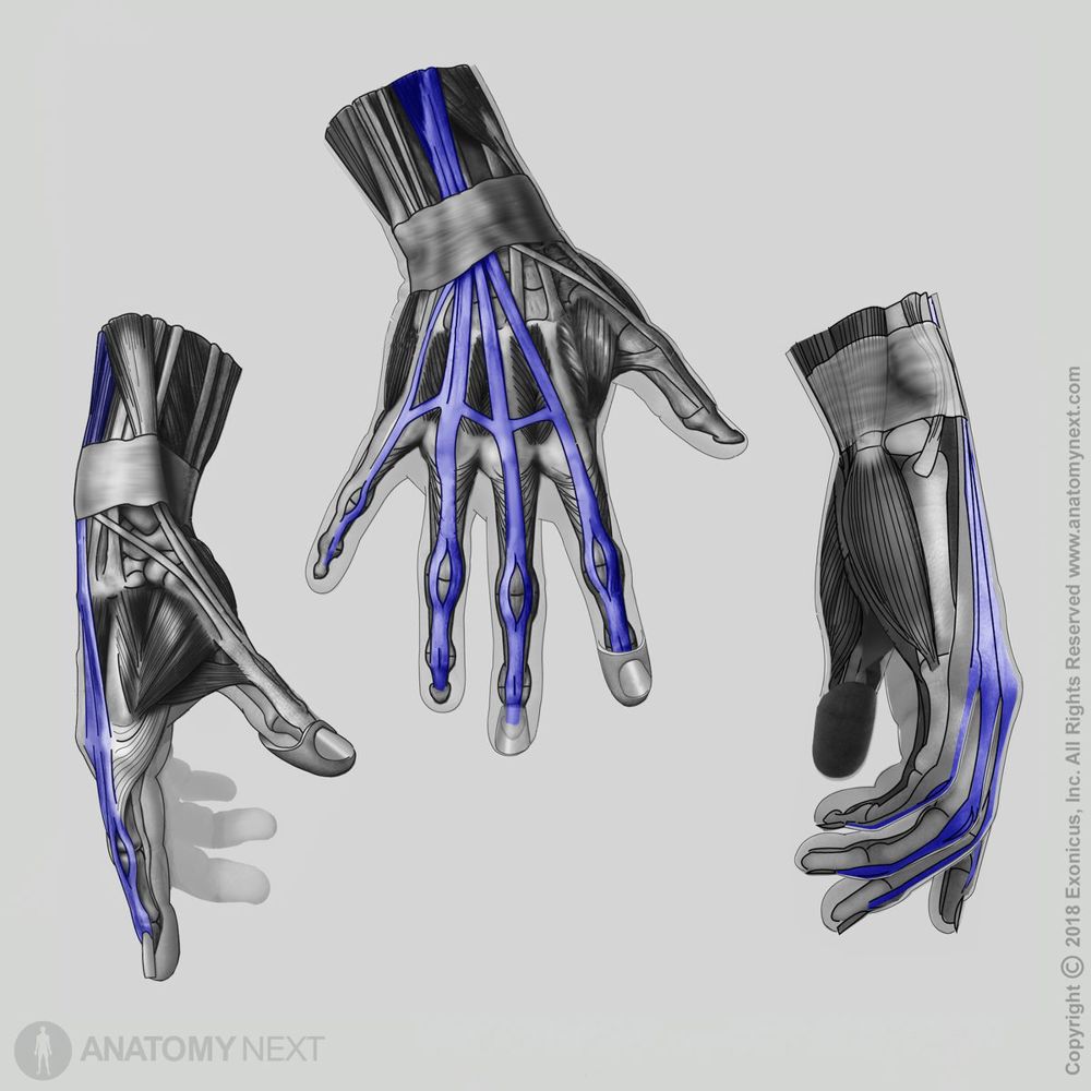 Extensor digitorum | Anatomy.app