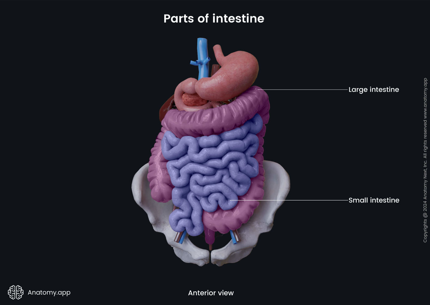Large intestine | Anatomy.app