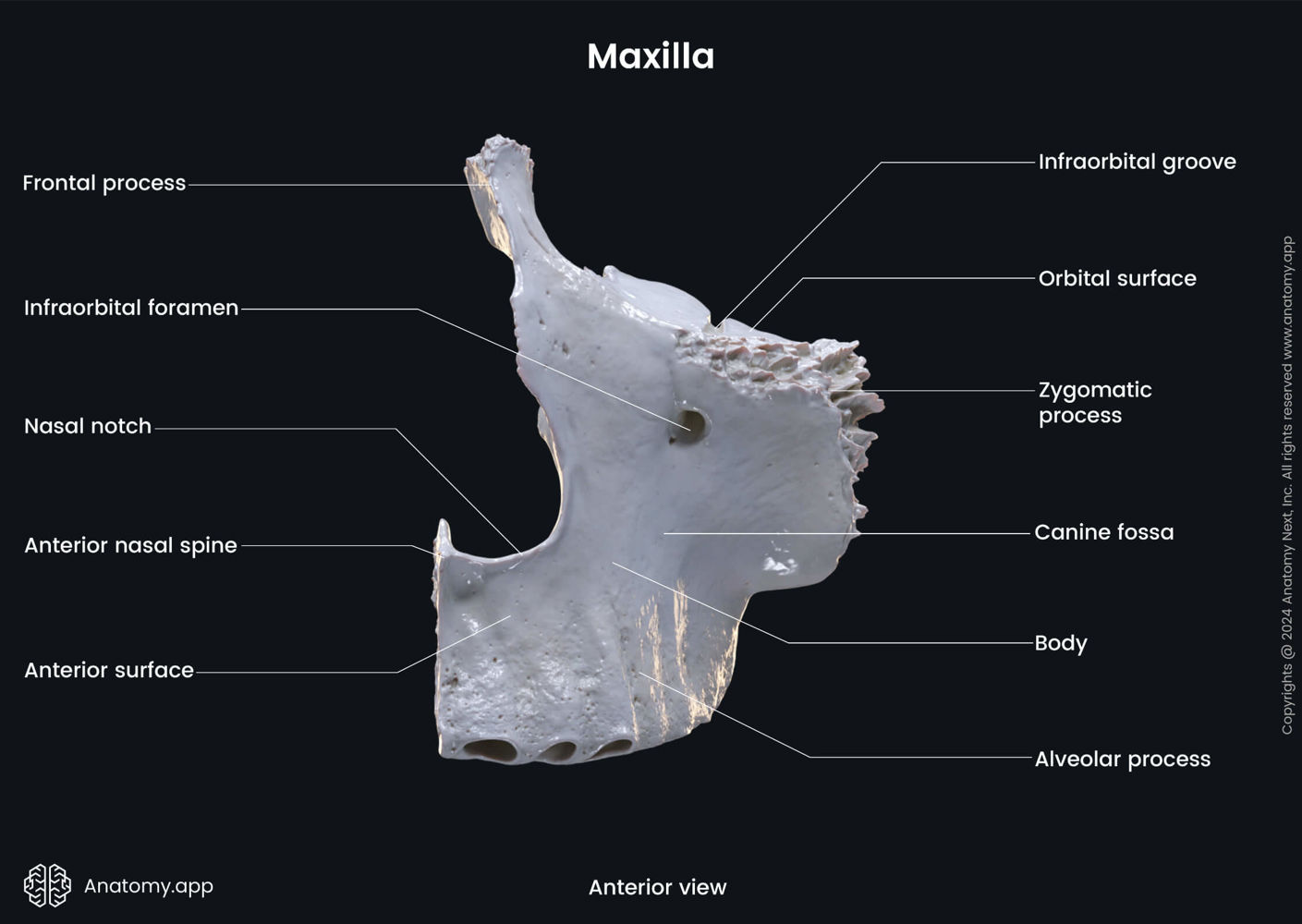 Maxilla | Anatomy.app
