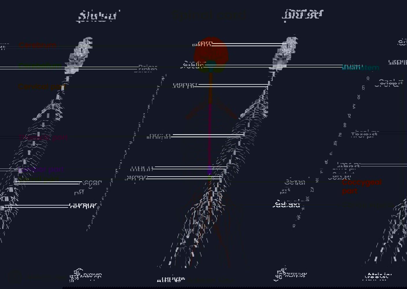 Spinal Cord Nerves Diagram