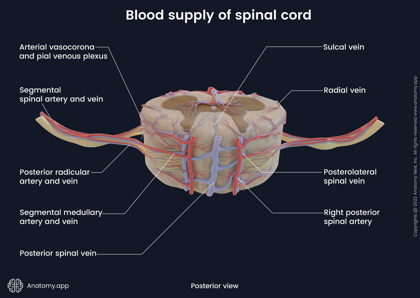 Describe The Cross Sectional Anatomy Of Spinal Cord What Is Spinal