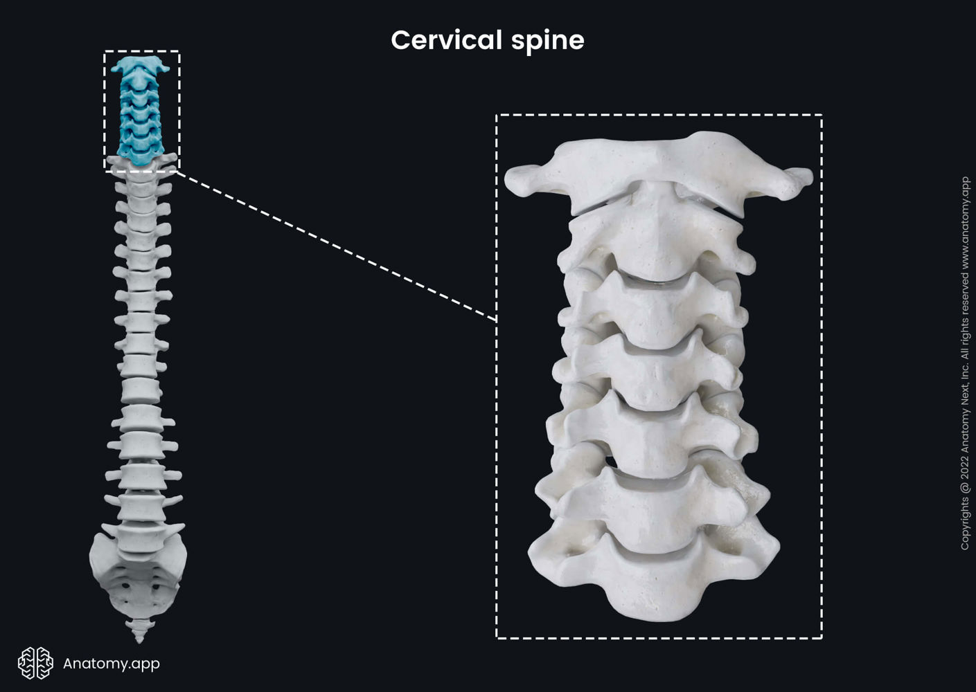 Cervical vertebrae | Anatomy.app