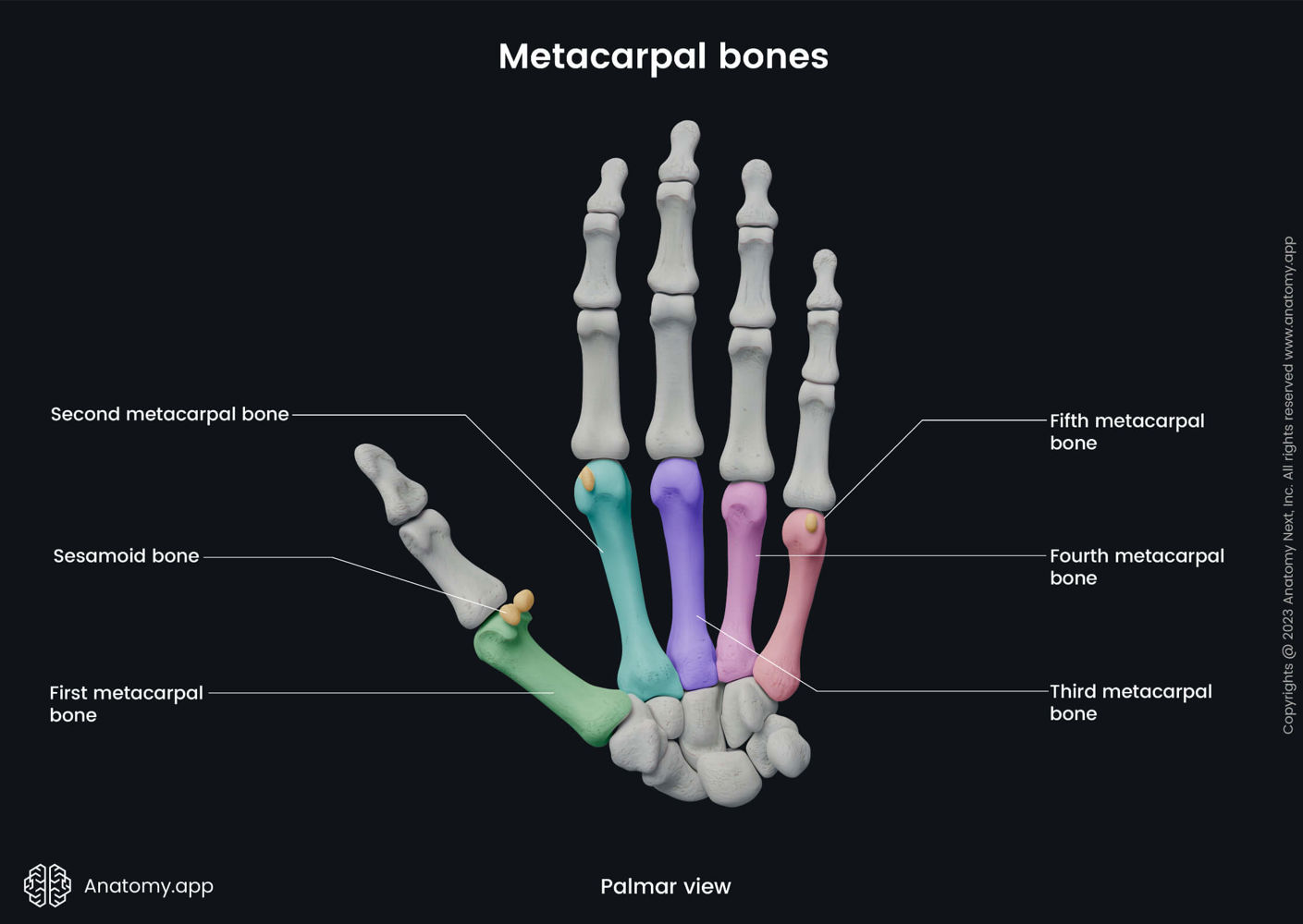 Metacarpal bones | Anatomy.app