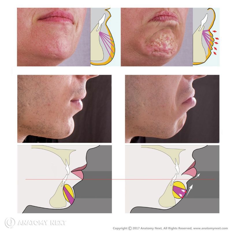 Mentalis | Anatomy.app