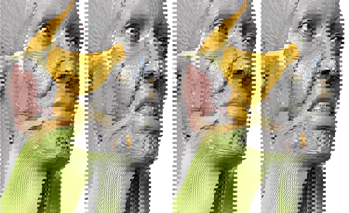 Platysma | Anatomy.app