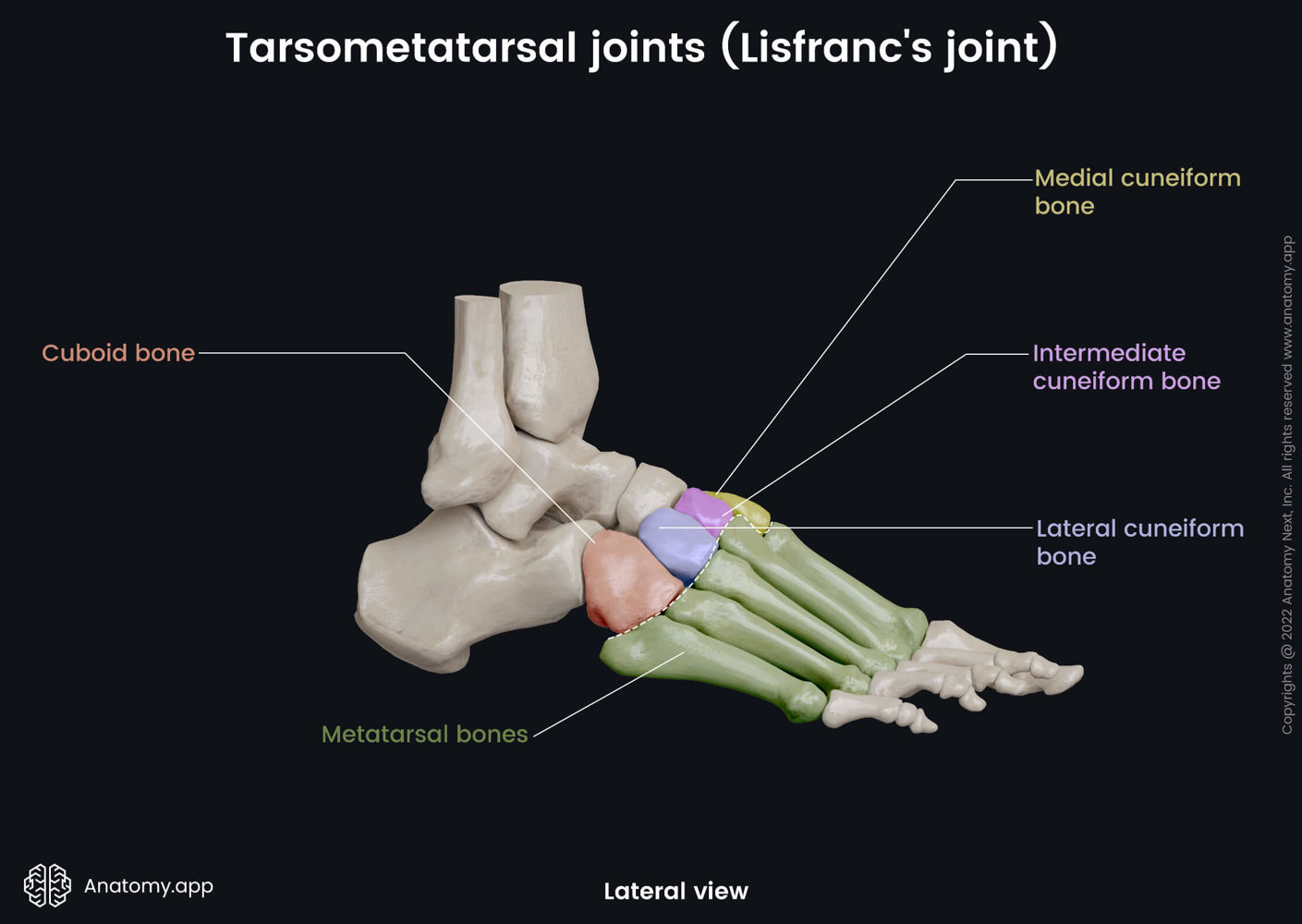 Tarsometatarsal joints (Lisfranc's joint) | Anatomy.app